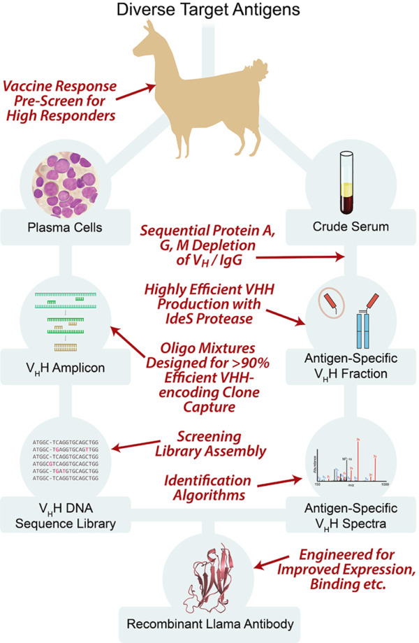 Nanobodies – Laboratory of Cellular and Structural Biology