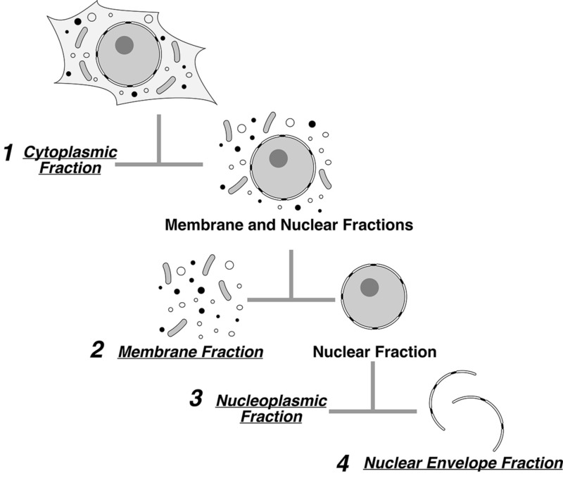 Nuclear Transport and Disease – Laboratory of Cellular and Structural ...